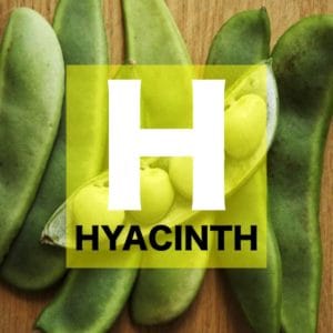 List of 400 Fruits and Vegetables Names in Alphabetical Order – FeminaTalk